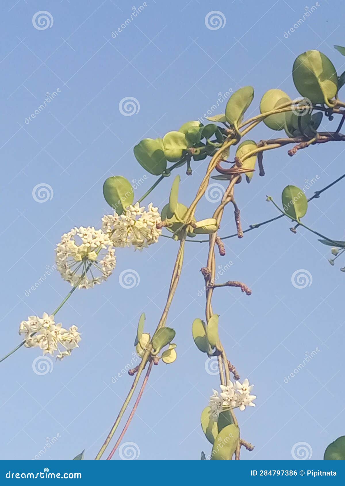 Hoyan Orchid Flower Stock Photos - Free & Royalty-Free Stock Photos ...