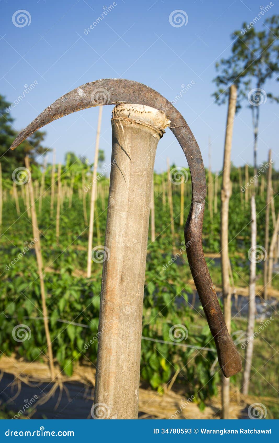 Hoz imagen de archivo. Imagen de germen, fondo, arte - 34780593