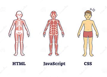 HTML, JavaScript or CSS Programming Compared To Human Anatomy Outline ...