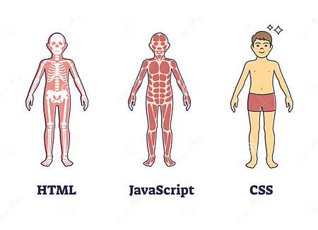 HTML, JavaScript or CSS Programming Compared To Human Anatomy Outline ...