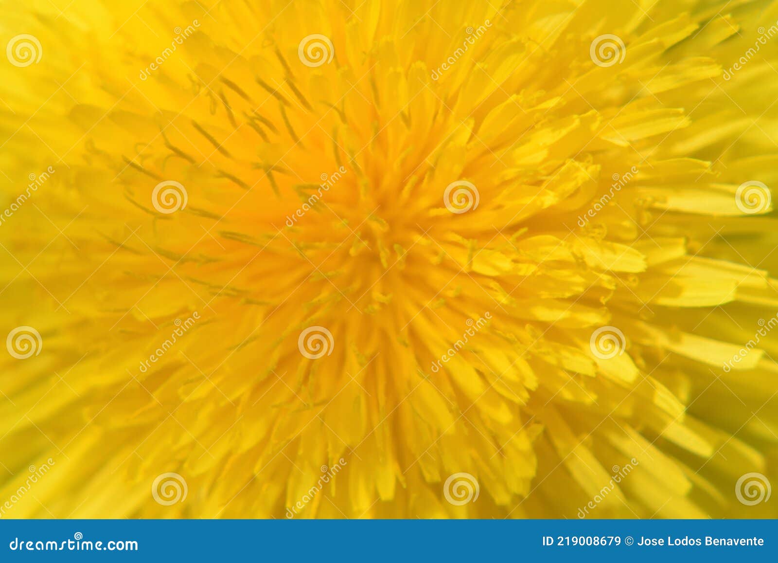 Dandelion in bloom. stock image. Image of spring, macro - 219008679