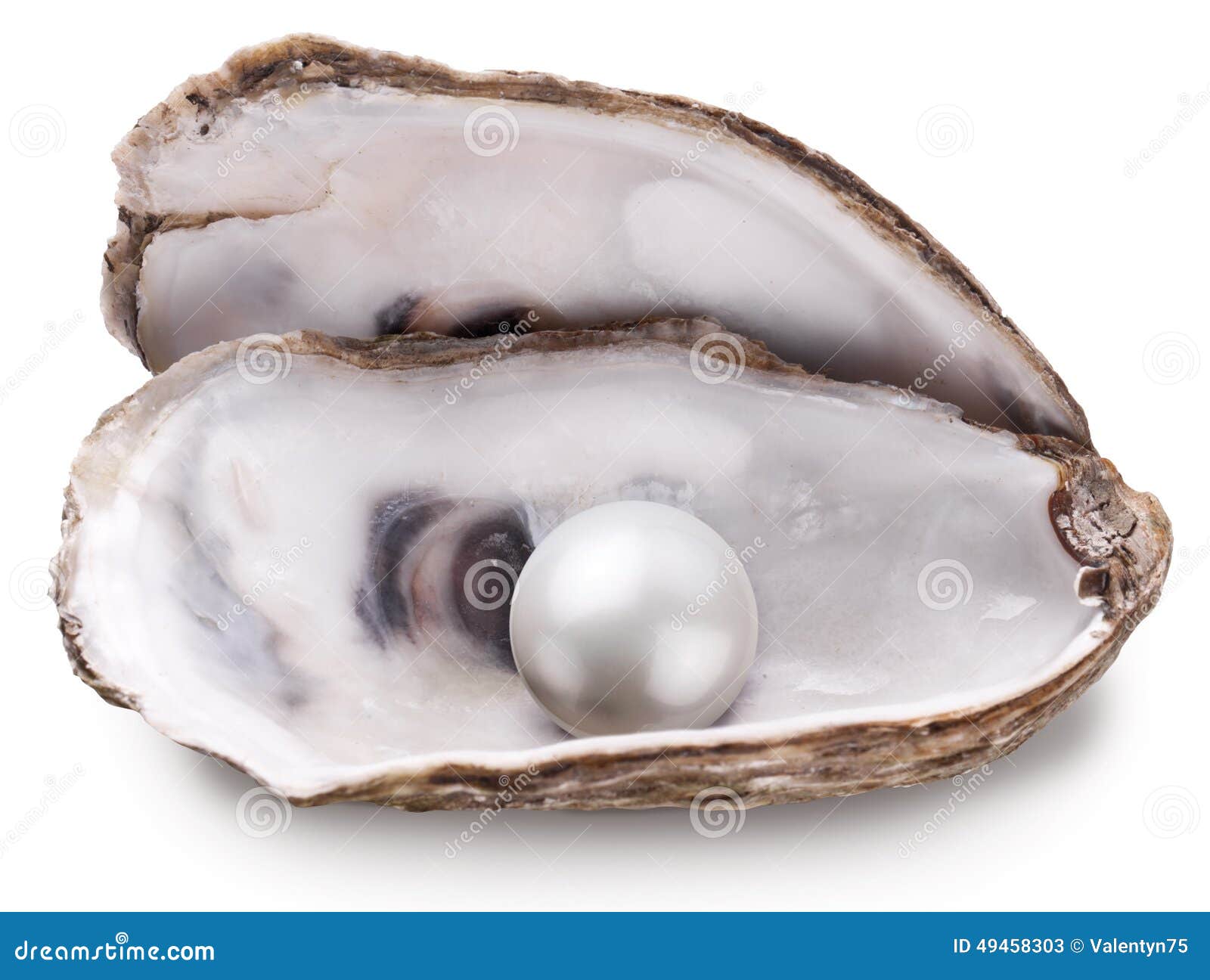 Huître Avec La Perle D'isolement Image stock - Image du cultivé, beau ...