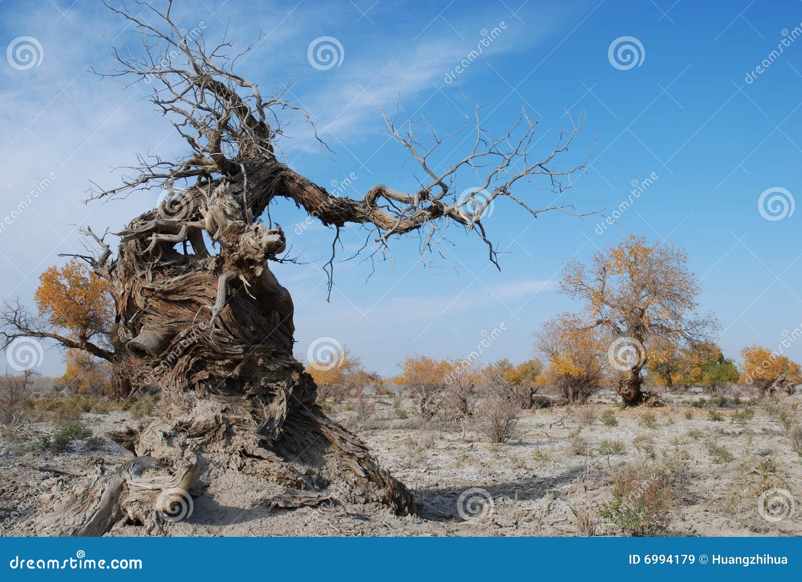 Hu yang tree2 stock image. Image of fall, xinjiang, kalimu - 6994179