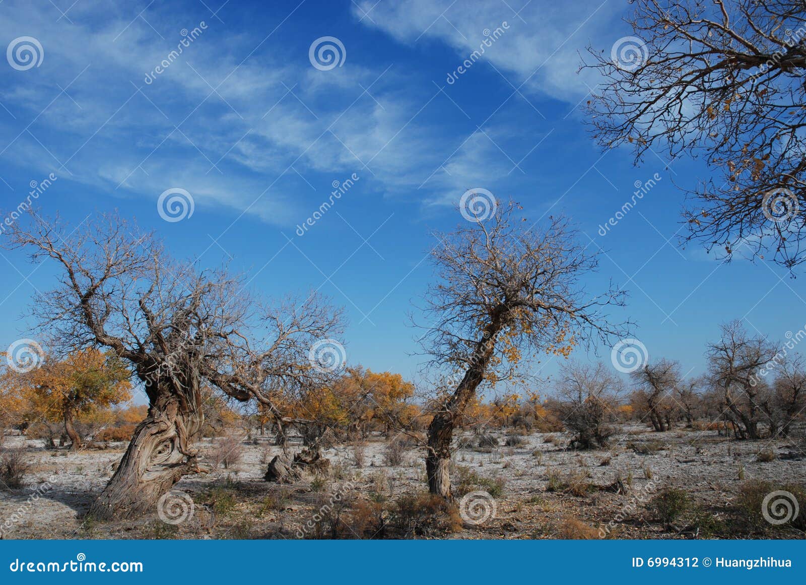 Hu yang tree5 stock photo. Image of fall, travel, kalimu - 6994312