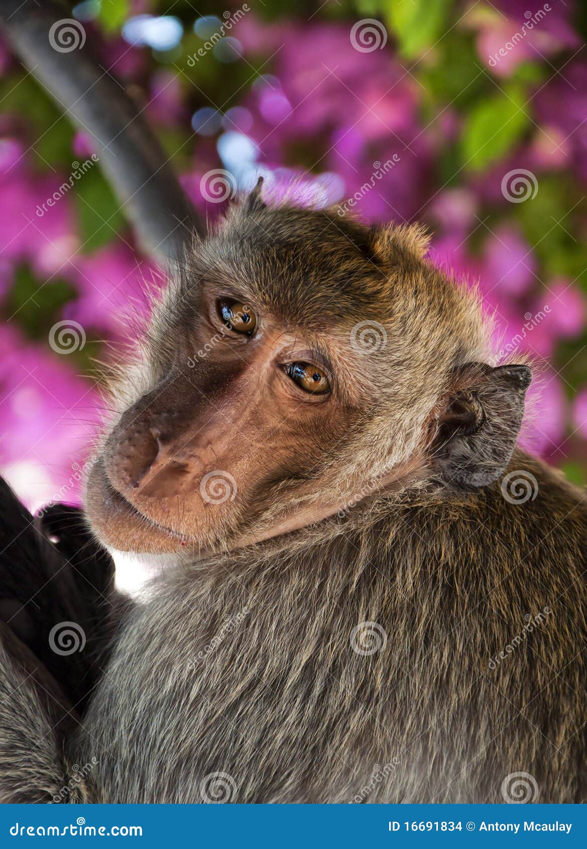 Hua Hin Monkey 01 stock photo. Image of portrait, care - 16691834