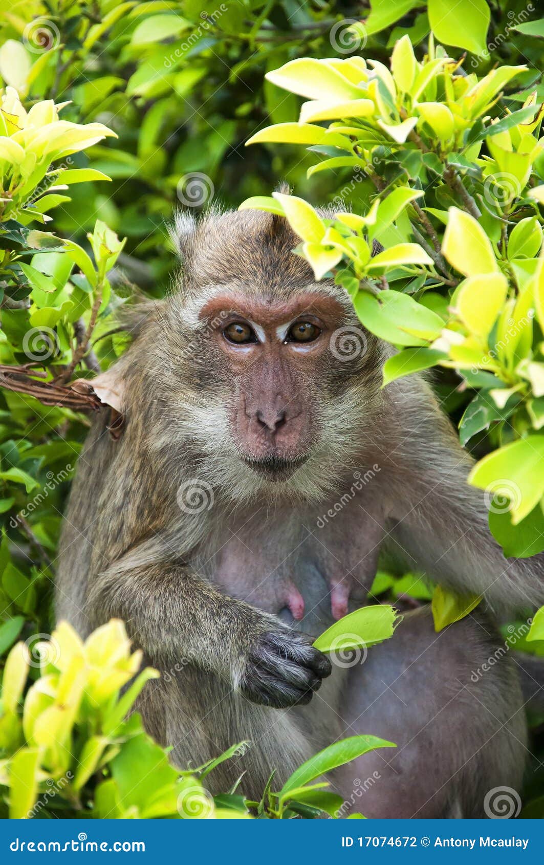 Hua Hin Monkey 03 stock photo. Image of mountain, habitat - 17074672