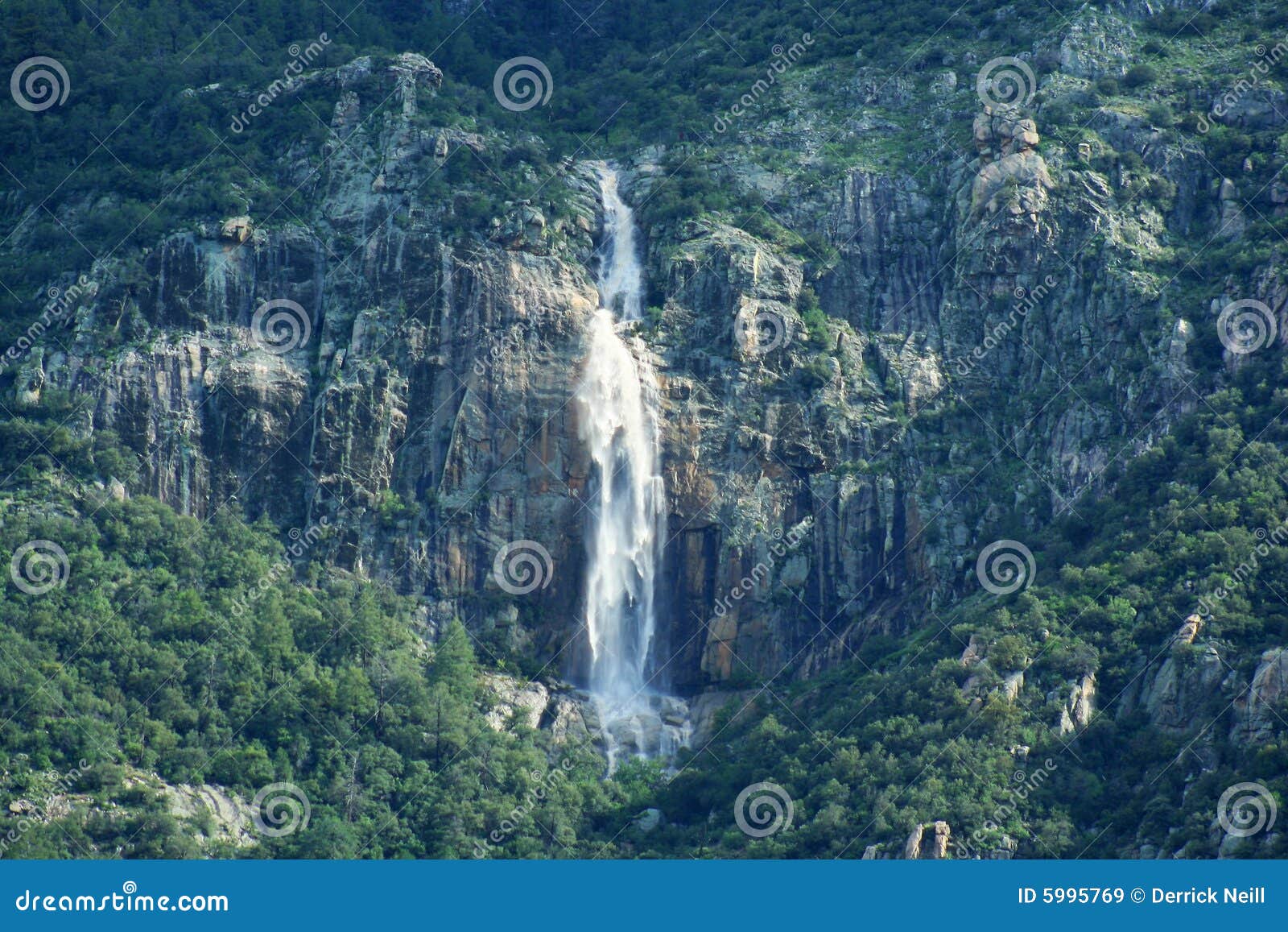 Huachuca Mountain Kingsnake (Lampropeltis Pyromelana Woodini) Royalty ...