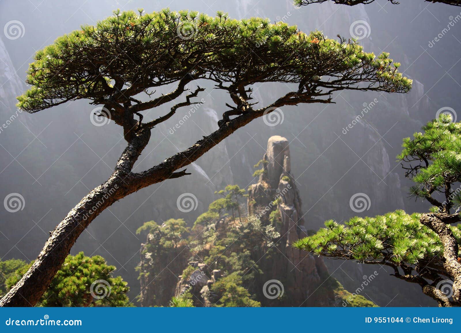 Huangshan Mountain Pine Stock Images - Image: 9551044