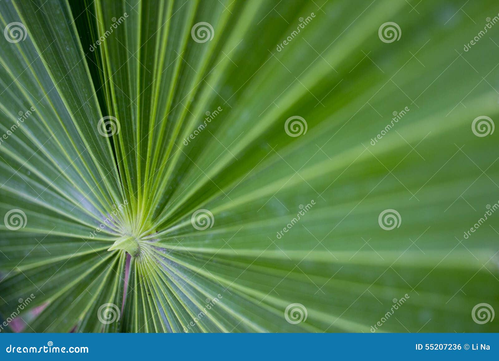 Huano Leaf Stock Photos - Free & Royalty-Free Stock Photos from Dreamstime