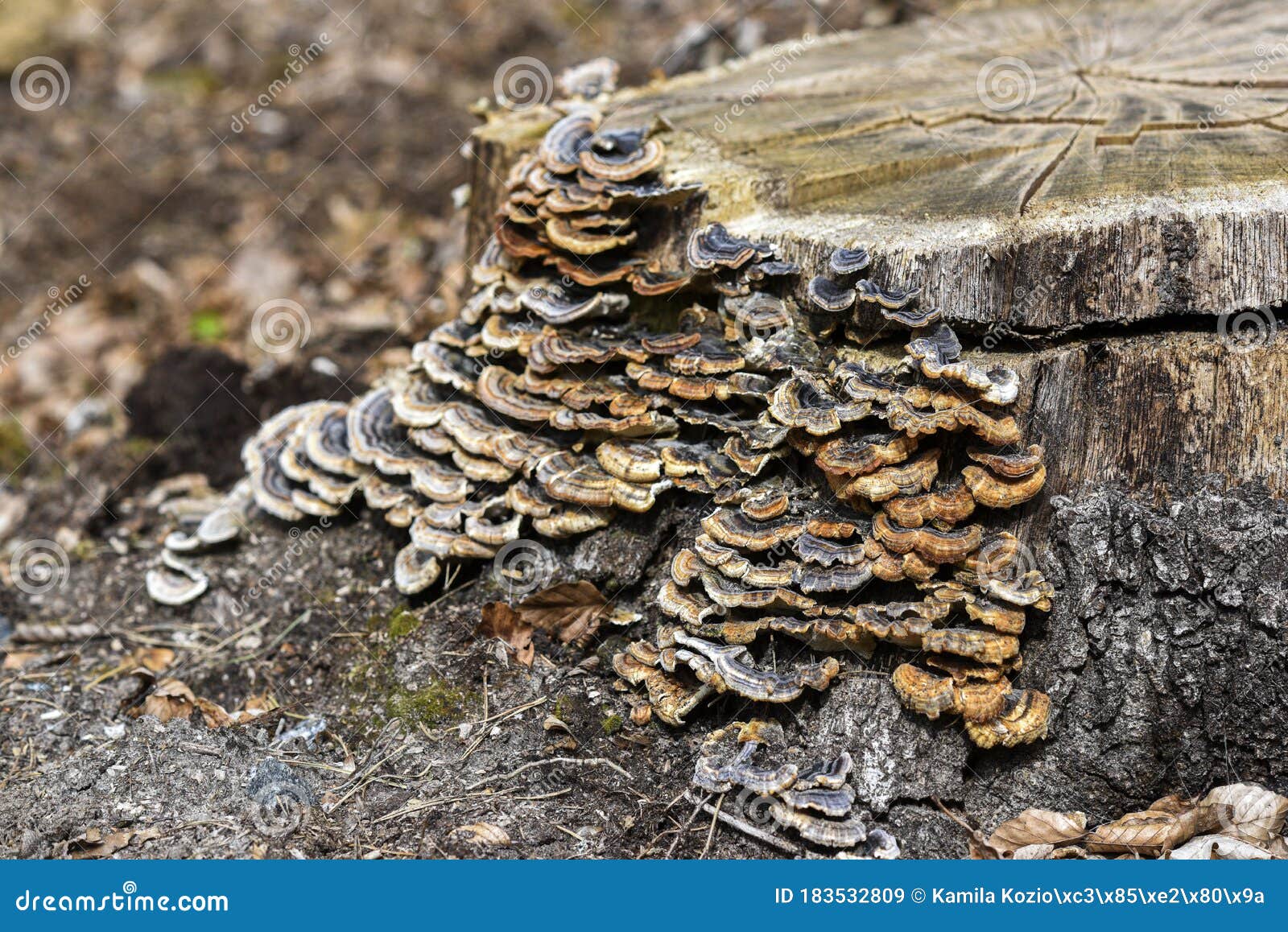 A Hub Growing on a Felled Tree in the Forest Stock Image - Image of ...