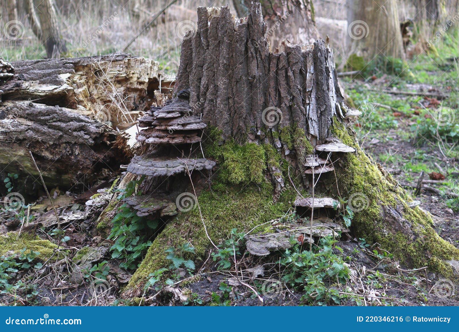 Hub growing on a tree stock photo. Image of - 220346216