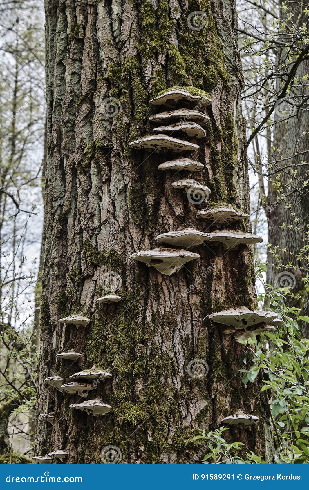 The Hub Growing on a Tree Trunk Stock Image - Image of bough, forest ...