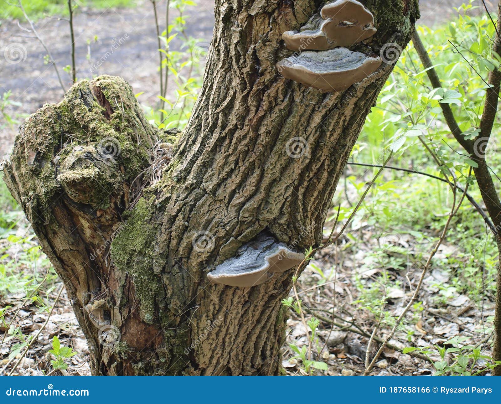 Huba Growing on a Tree Trunk Stock Photo - Image of biology, bark ...