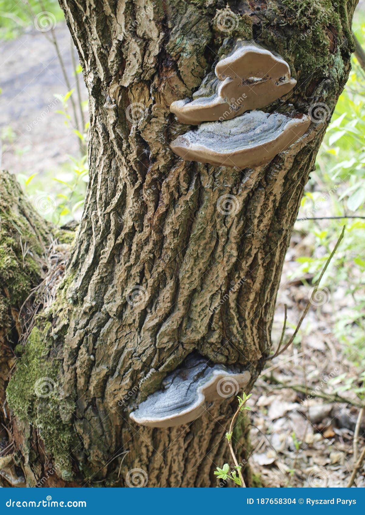 Huba Growing on a Tree Trunk Stock Photo - Image of bark, wood: 187658304
