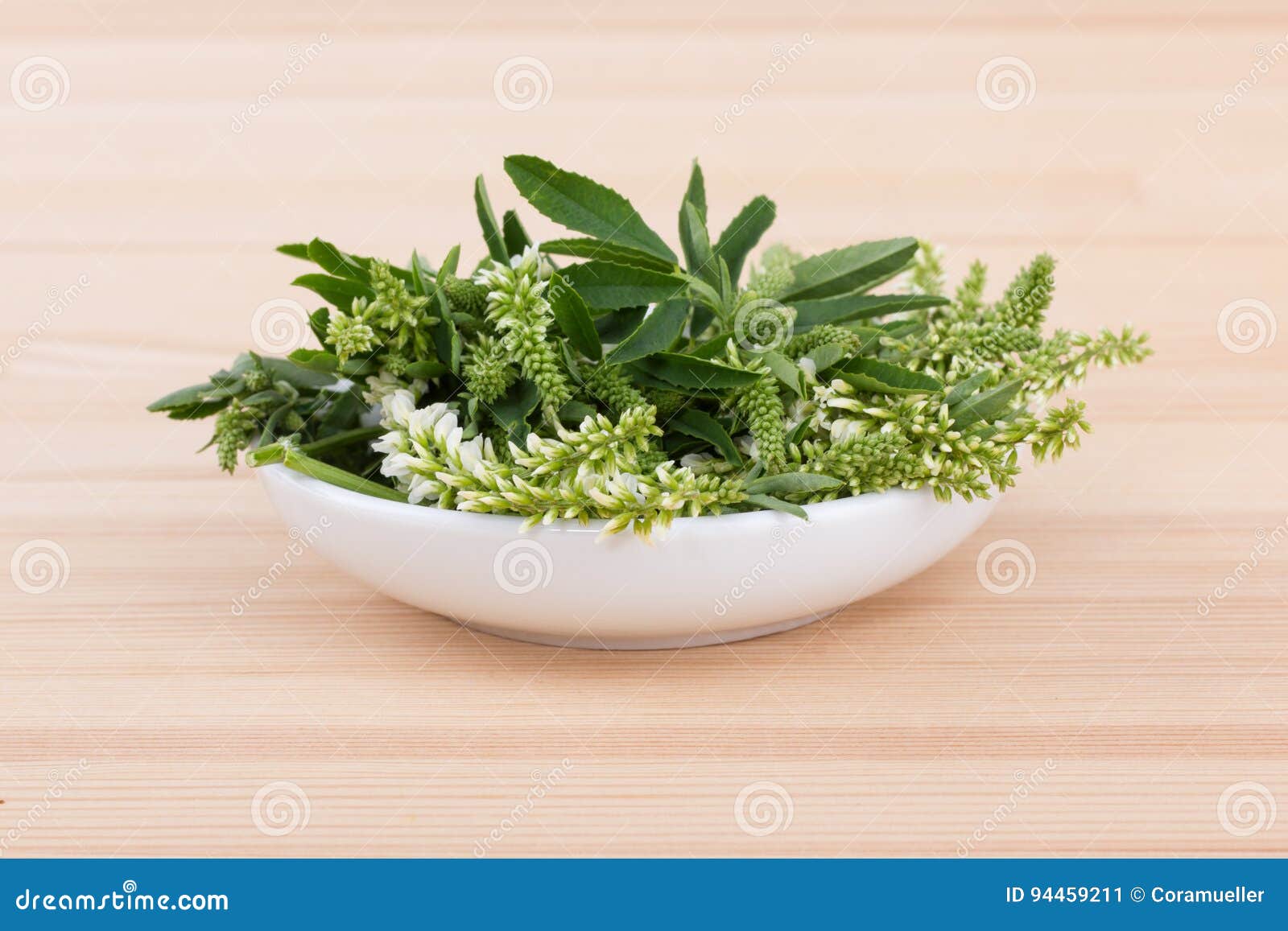 Hubam clover stock image. Image of green, medicinal, nature - 94459211