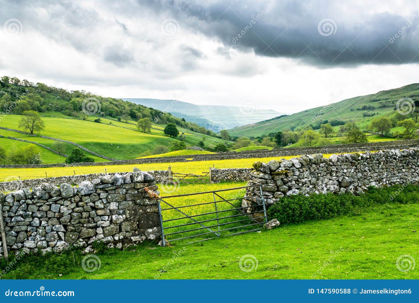 Hubberholme Buttercups stock photo. Image of meadow - 147590588