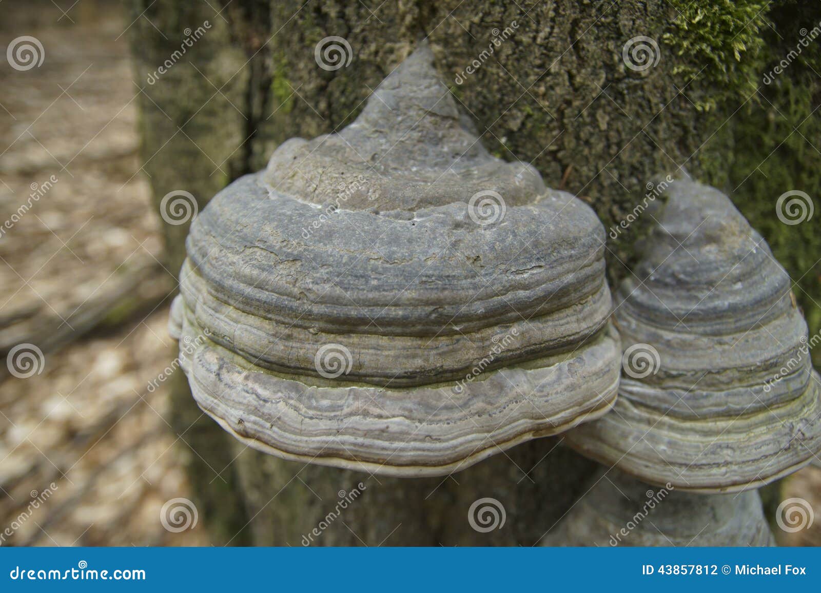 Hubka grzyby zdjęcie stock. Obraz złożonej z rośliny - 43857812