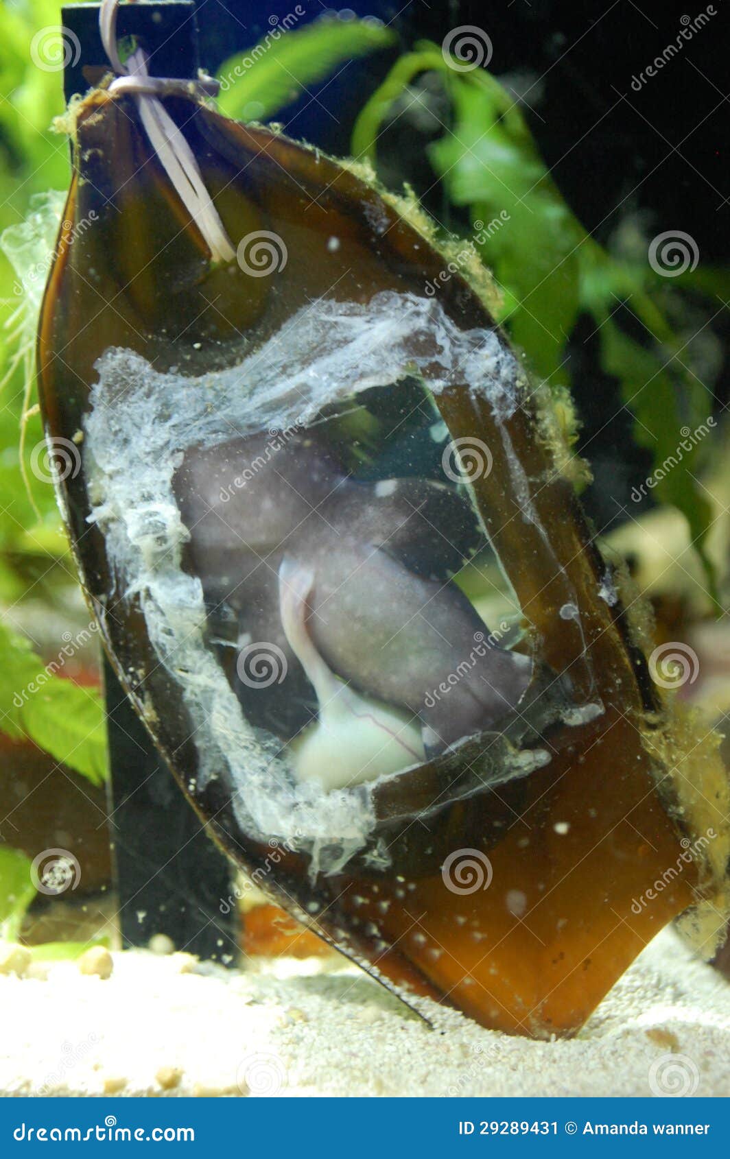 Hublot en oeuf de requin image stock. Image du embryon - 29289431