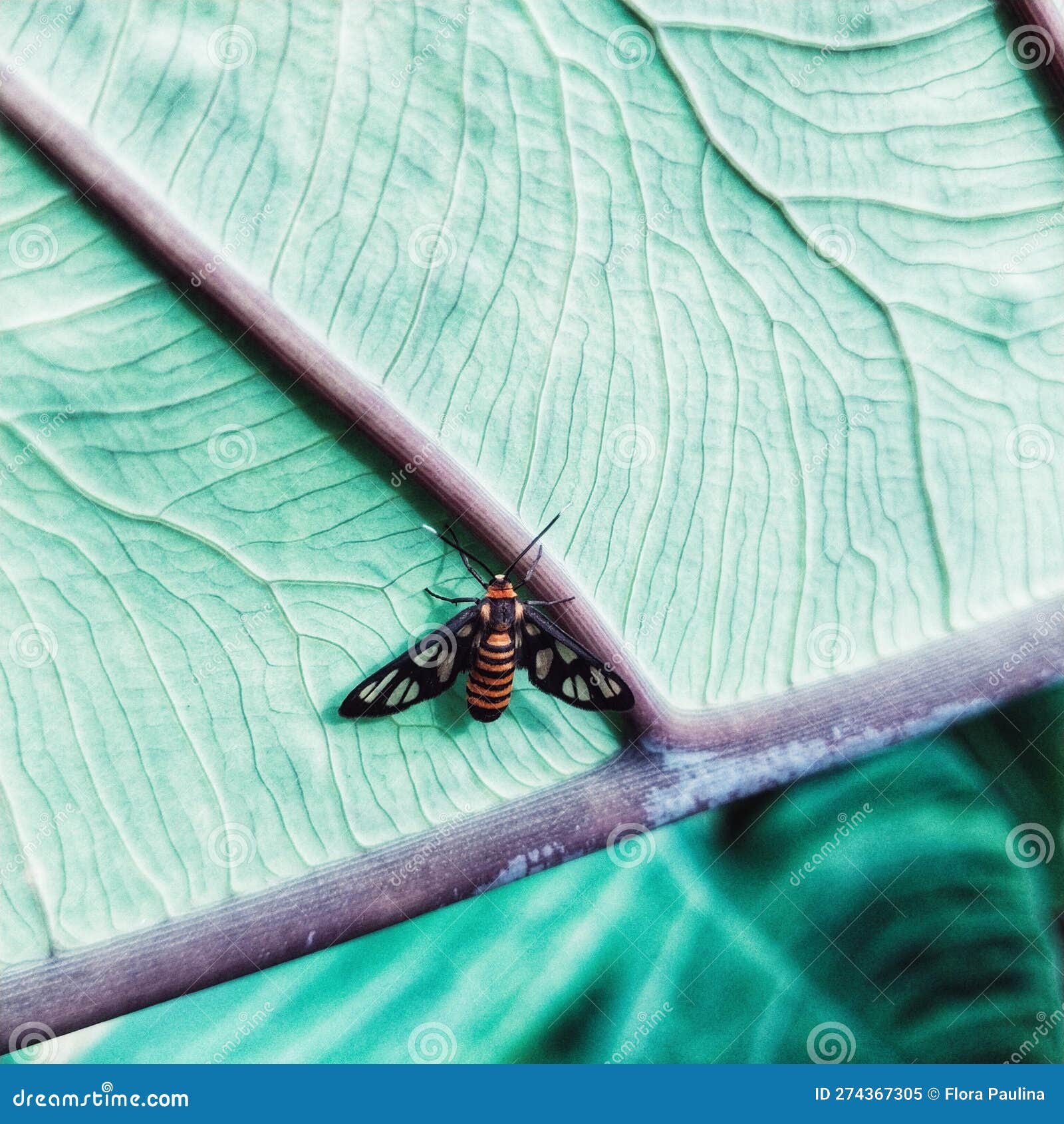 Hubner Wasp Moth, Striped Insect Stock Image - Image of striped, hubner ...