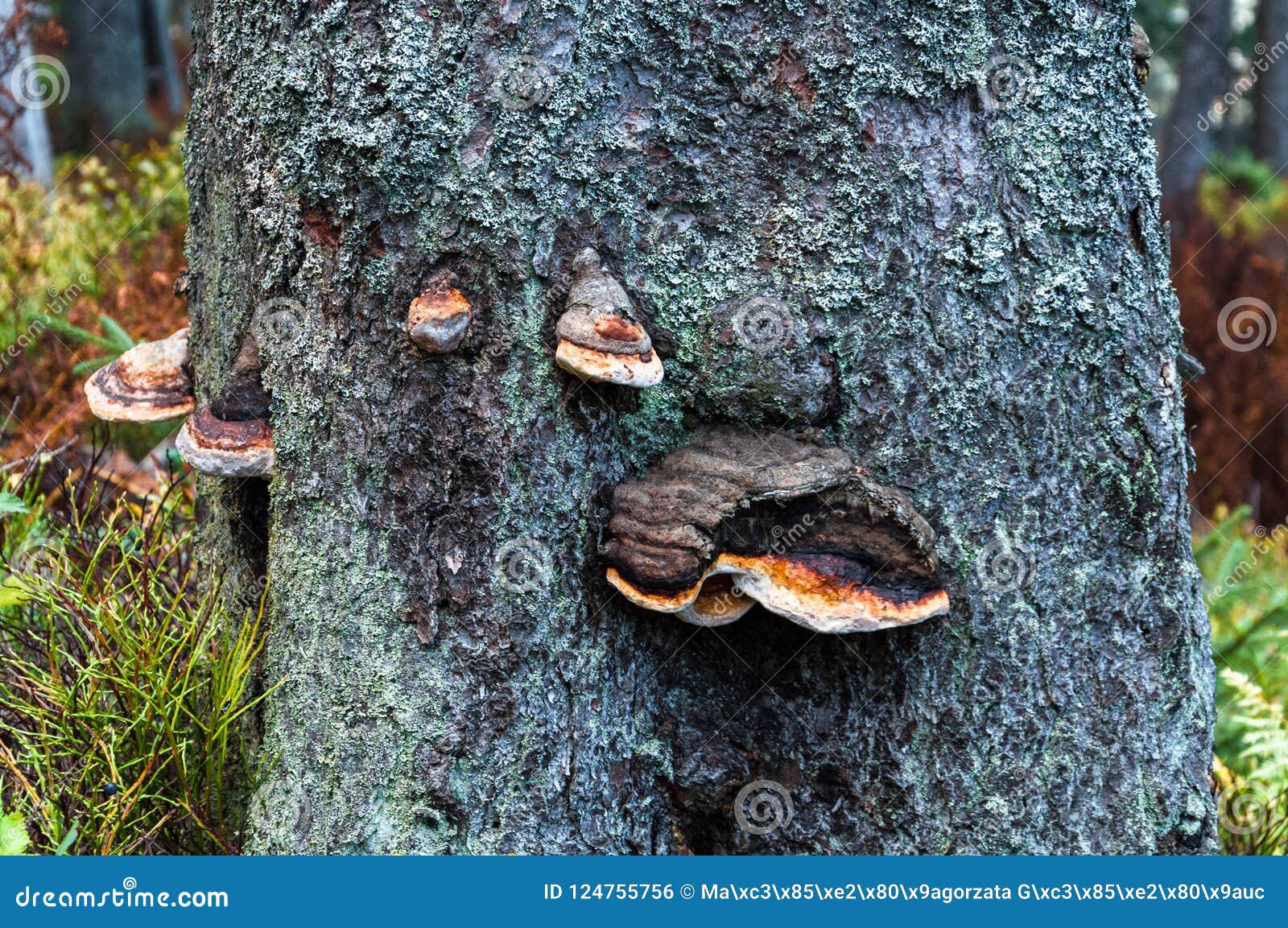 A hubs growing on a tree stock photo. Image of mushroom - 124755756