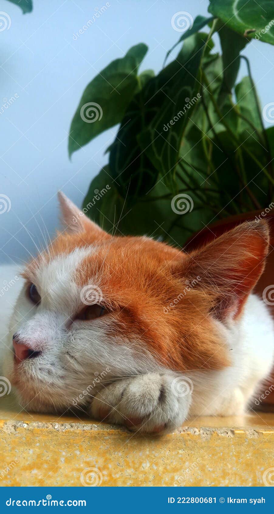 HuCat in the house stock image. Image of slumbering - 222800681