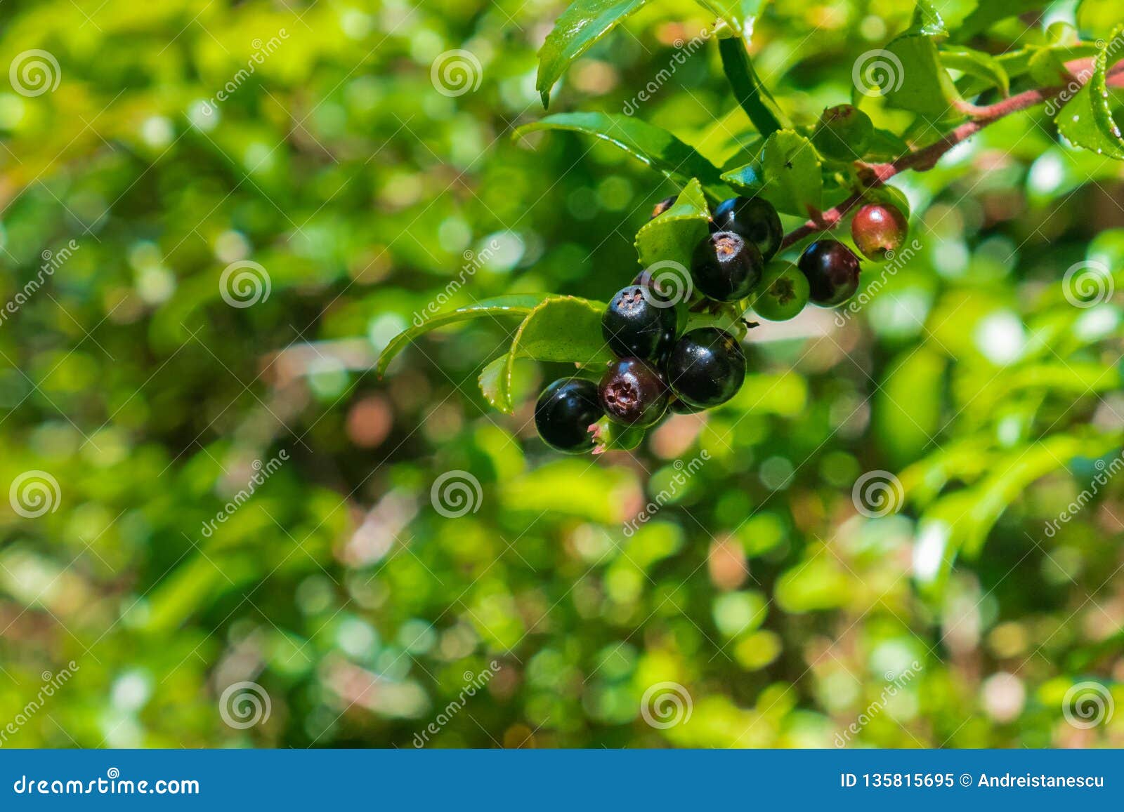 Huckleberries on a Branch in the Forests of Oregon Stock Image - Image ...