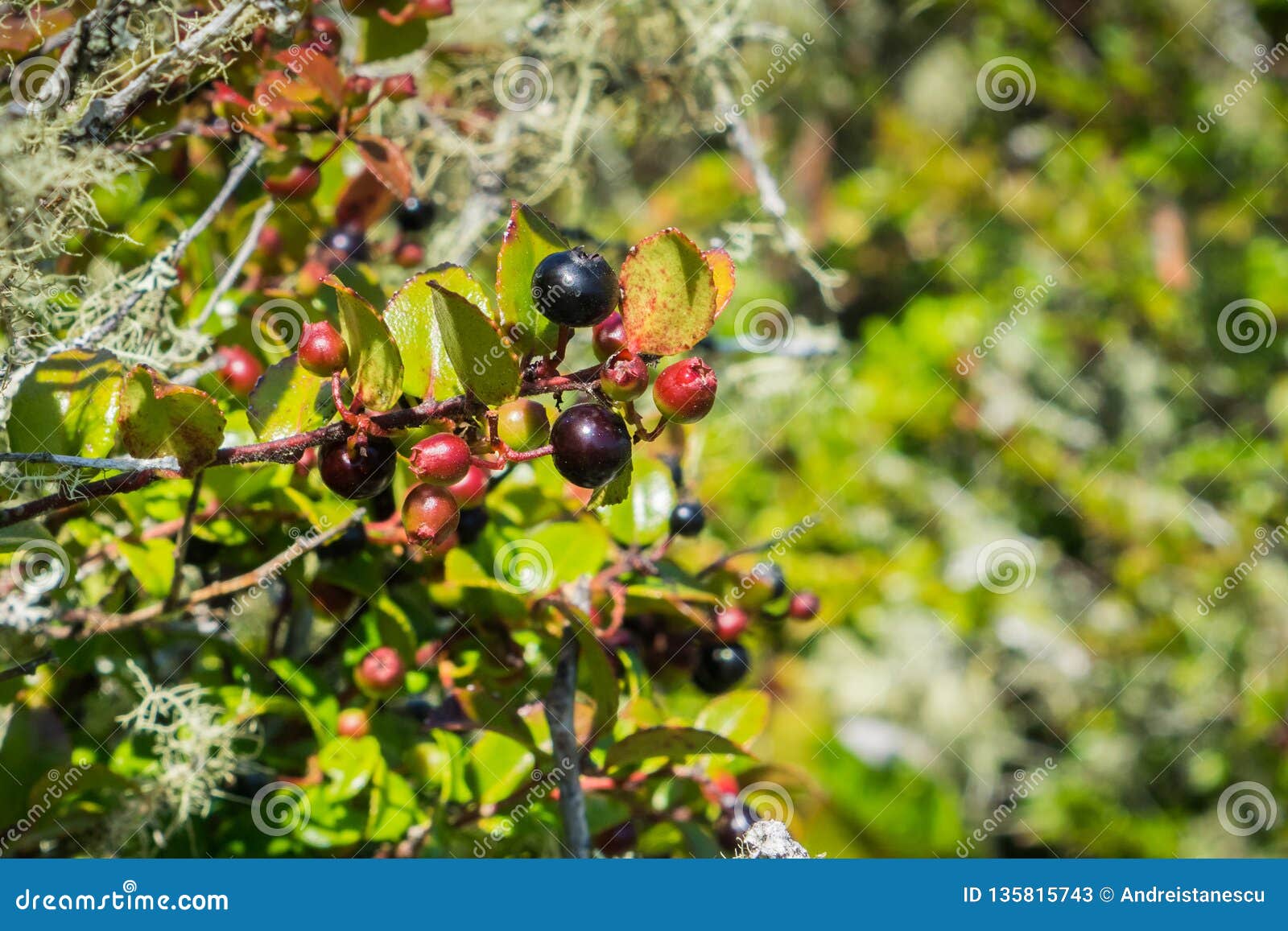 Huckleberries on a Branch in the Forests of Oregon Stock Image - Image ...