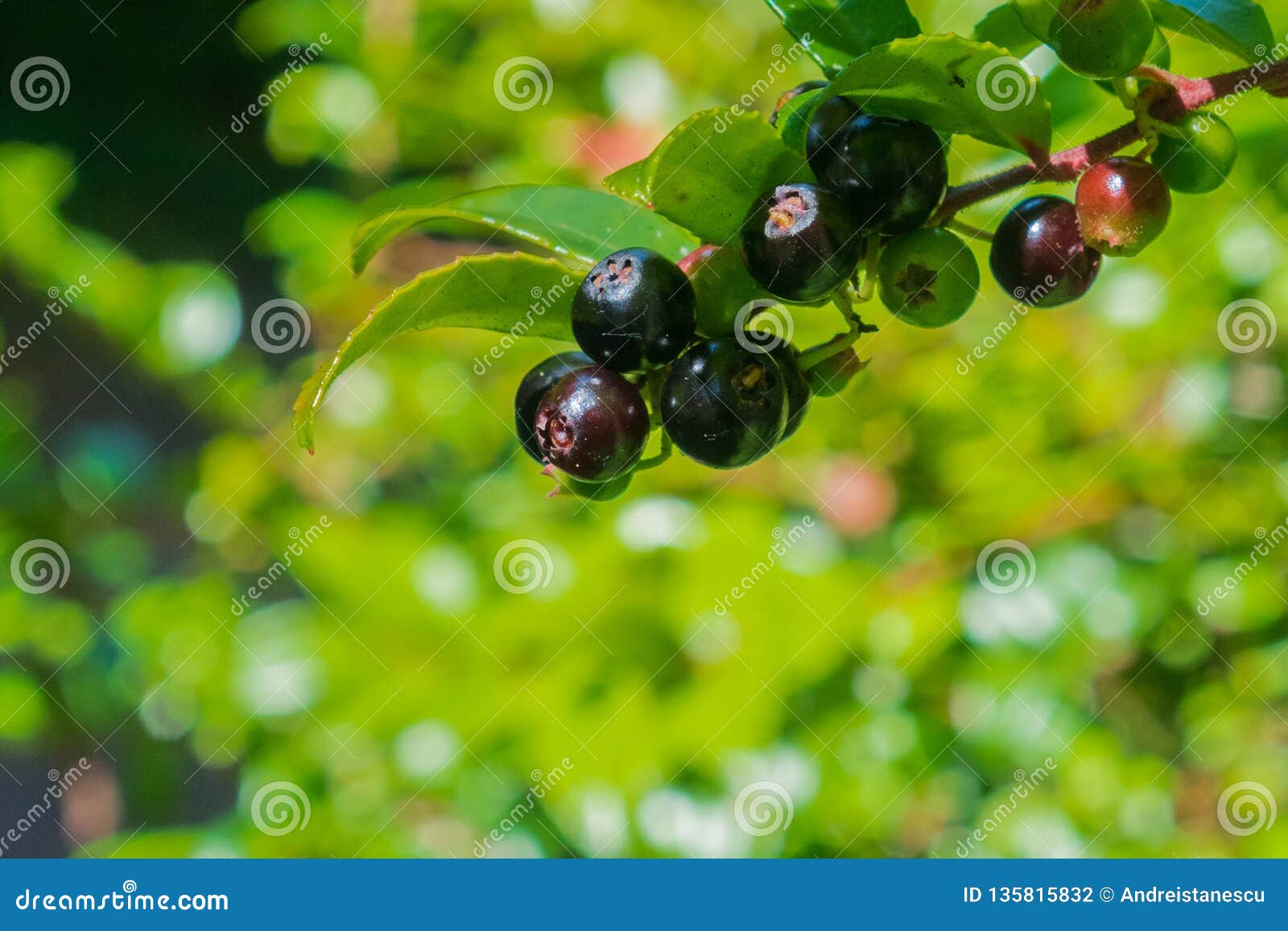 Huckleberries on a Branch in the Forests of Oregon Stock Photo - Image ...