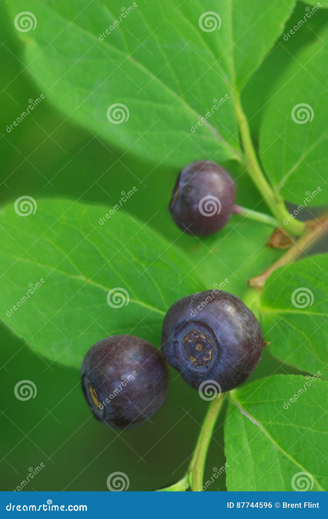 Huckleberries stock photo. Image of nature, fruit, natural - 87744596