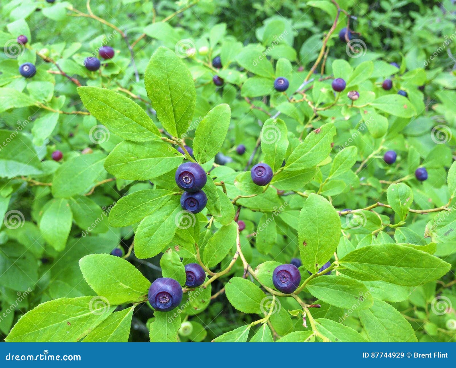 Huckleberries stock image. Image of green, food, purple - 87744929
