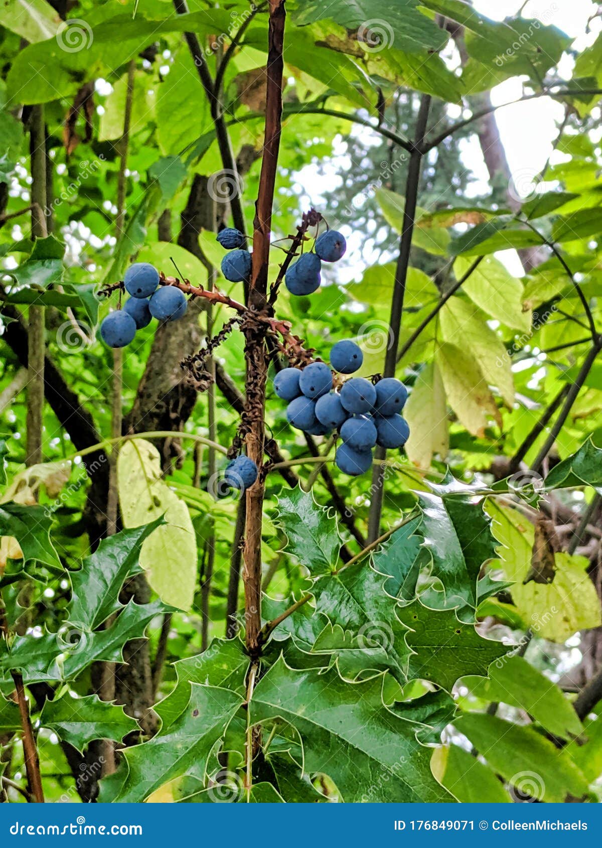 Huckleberries Growing on a Bush Out in the Marsh Land Stock Image ...