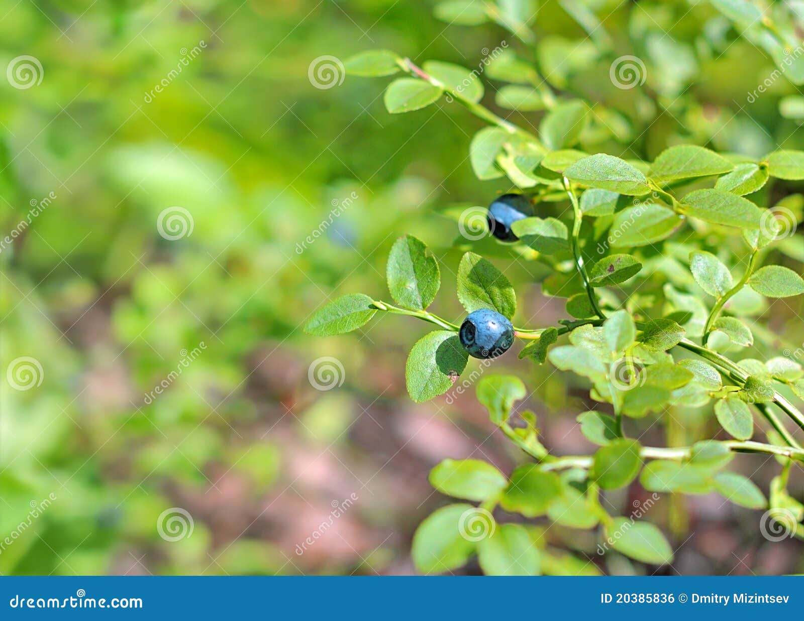 Huckleberry branch. stock photo. Image of leaves, nature - 20385836