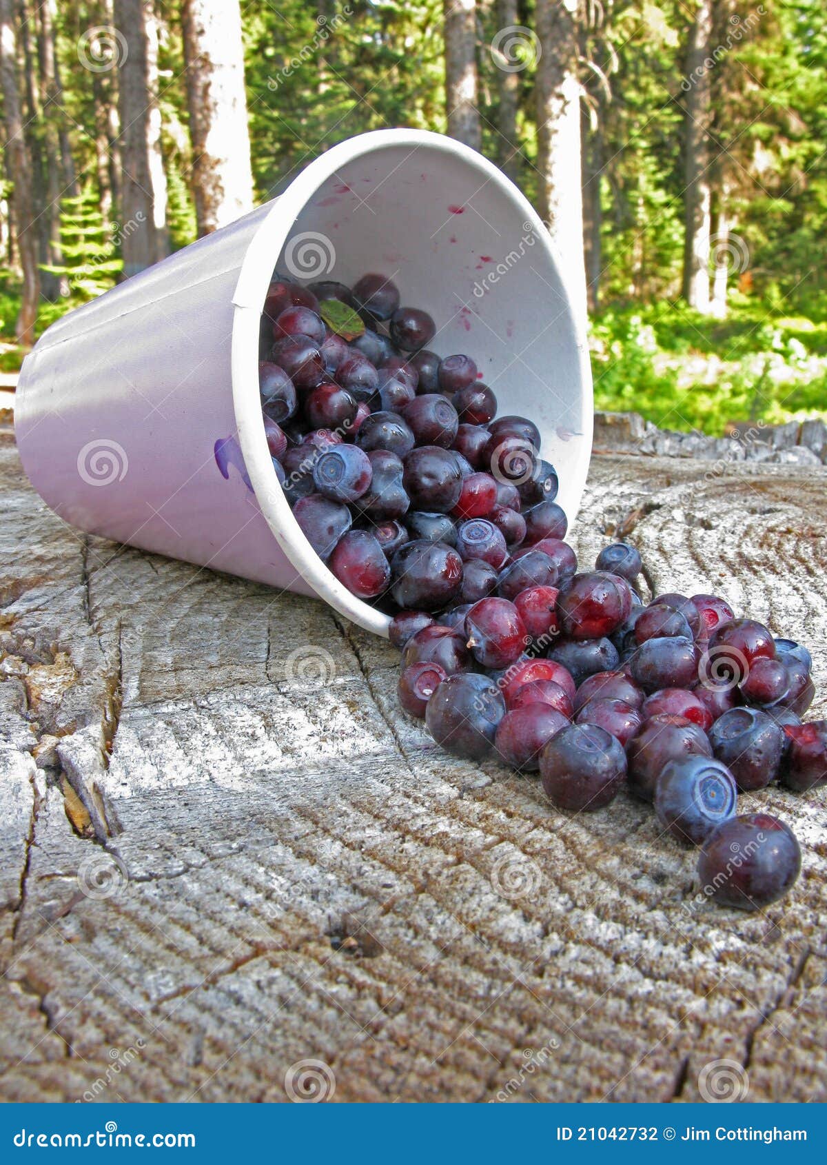 Huckleberry Harvest stock photo. Image of seasonal, berry - 21042732