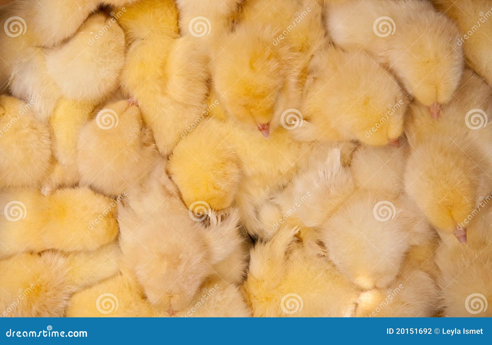Huddled Chicks As Background Stock Photo - Image of consept, livestock ...