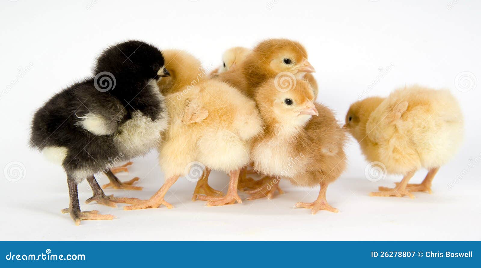 Huddling Chickens Various Species Farm Animals Stock Image - Image of ...