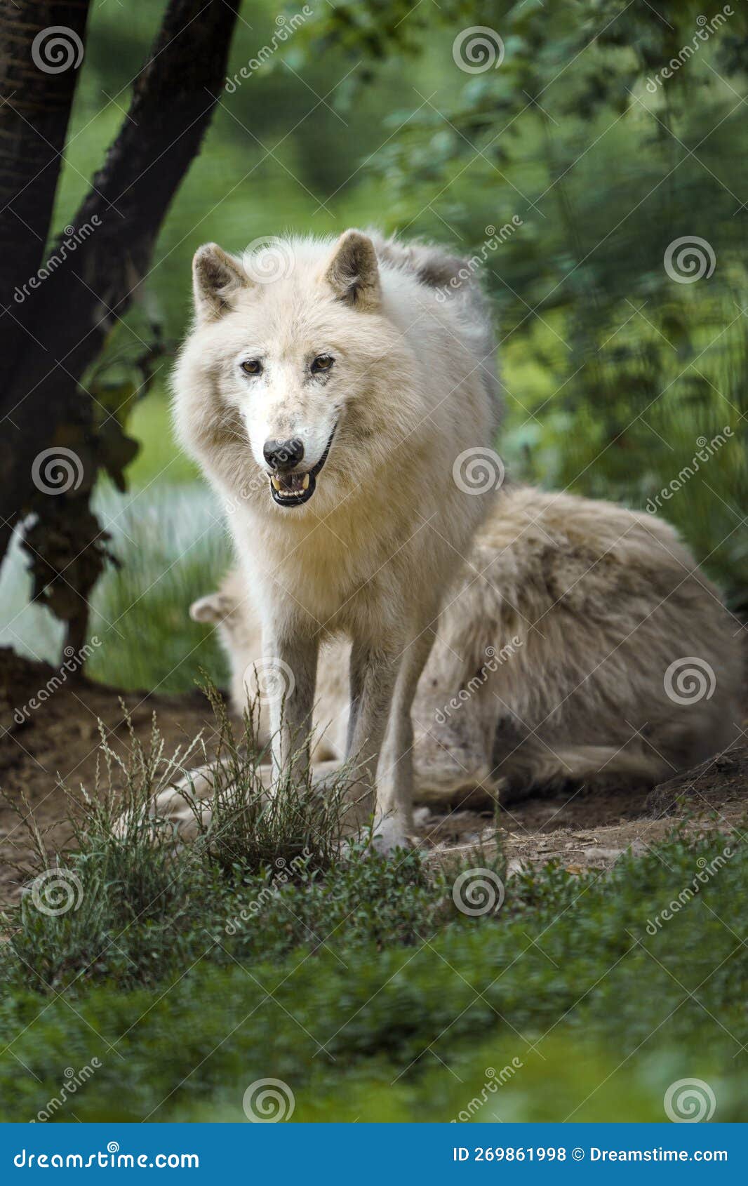 Hudson Bay wolf stock photo. Image of canine, face, mammal - 269861998