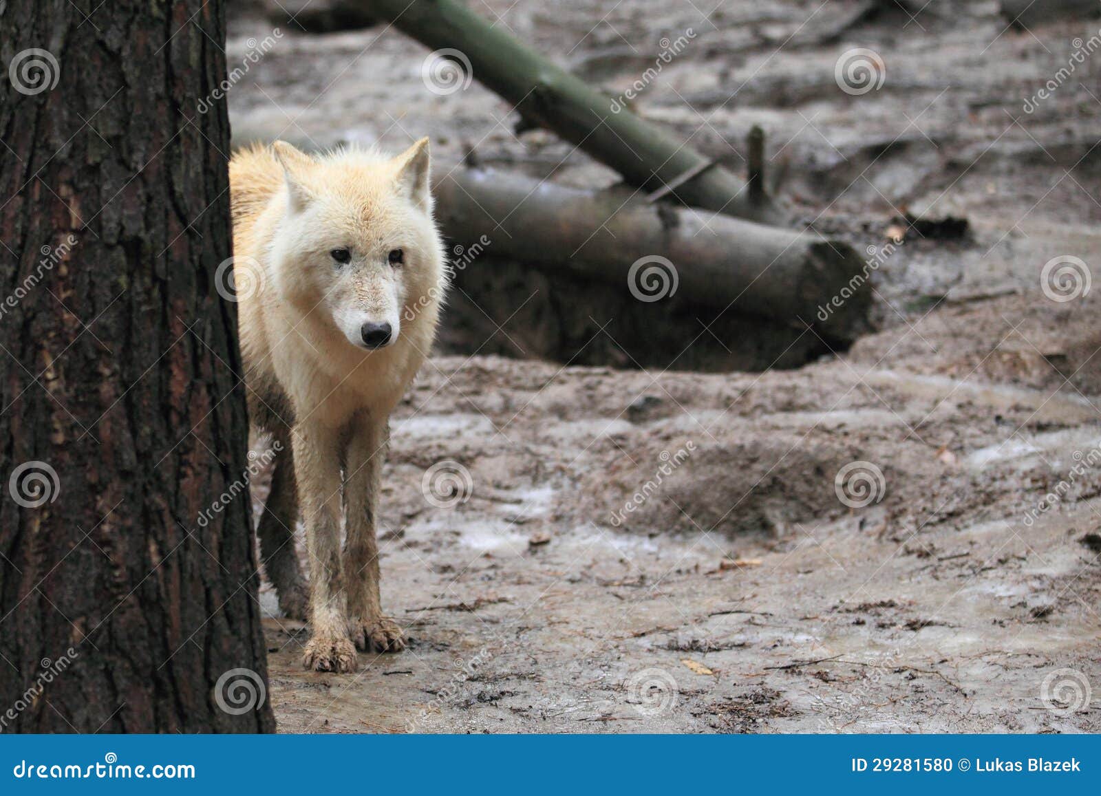 Hudson Bay wolf stock photo. Image of tree, gray, nature - 29281580