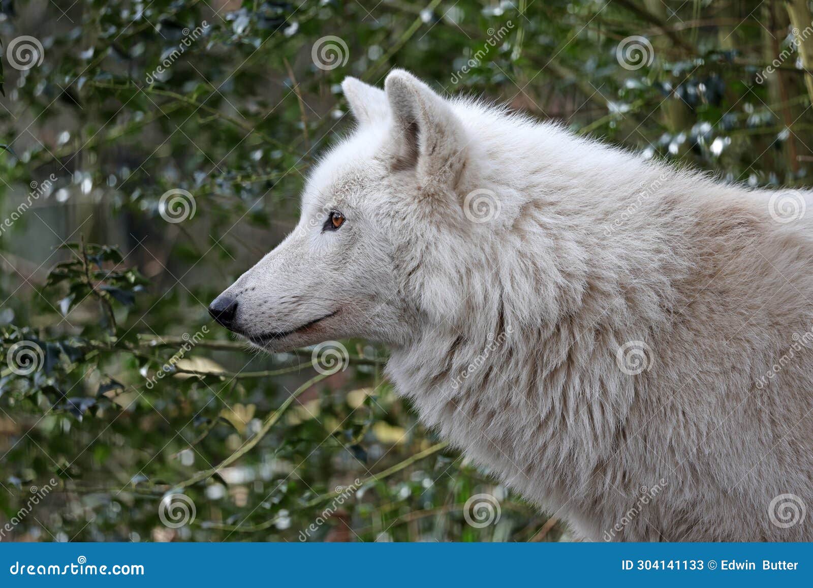 Hudson Bay Wolf (Canis Lupus Hudsonicus) Stock Image - Image of furry ...