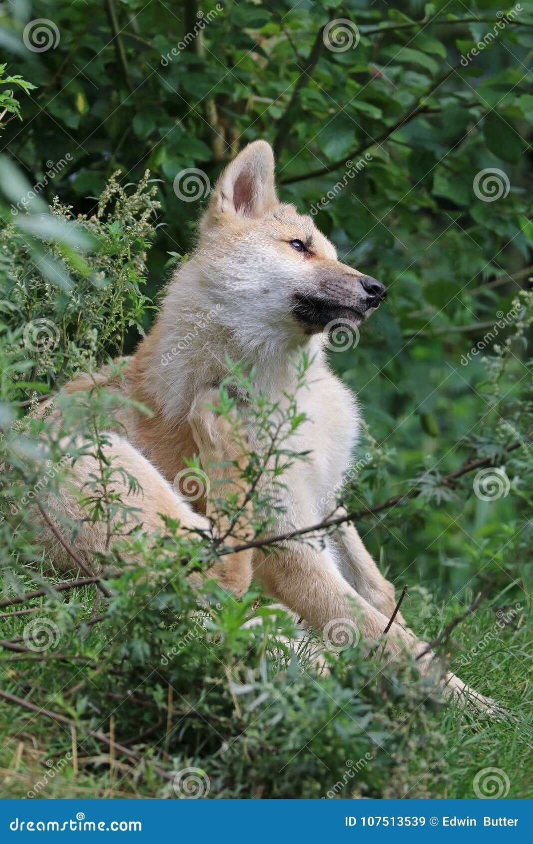 Hudson Bay Wolf stock image. Image of animal, summer - 107513539