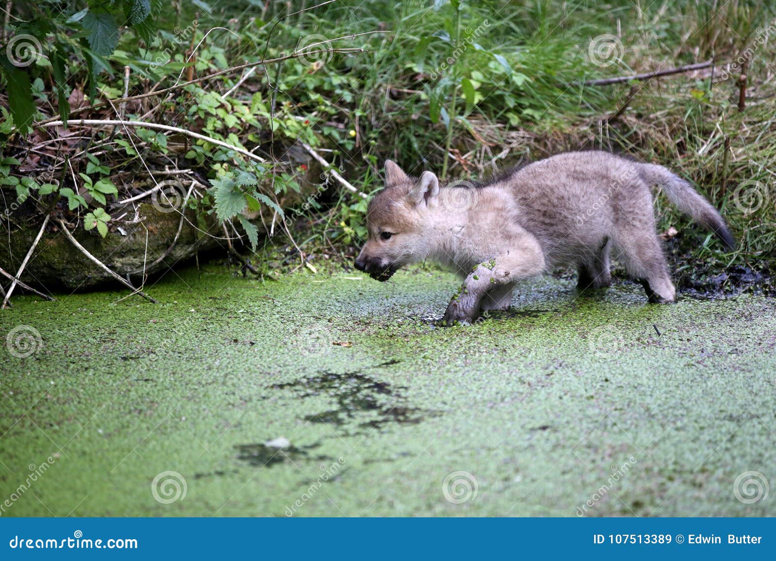Hudson Bay Wolf stock image. Image of animal, outdoor - 107513389