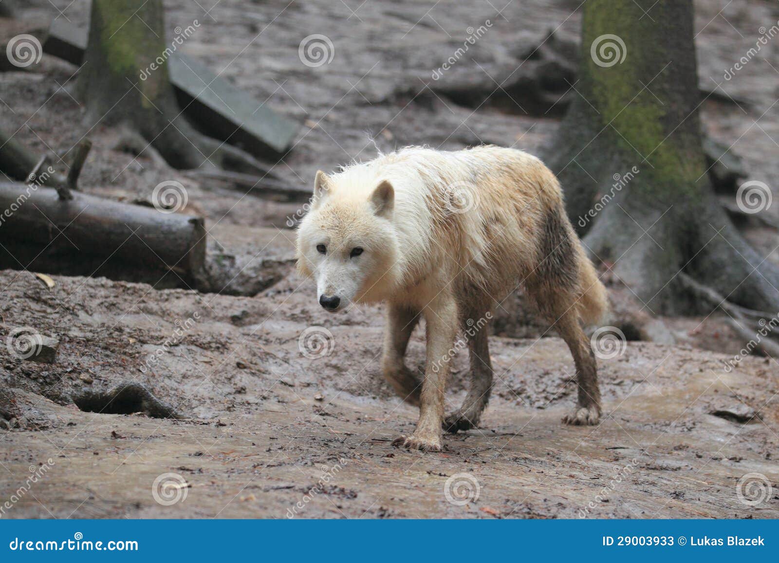 Hudson Bay Wolf Canis Lupus Hudsonicus Subspecies Of The Wolf Canis ...