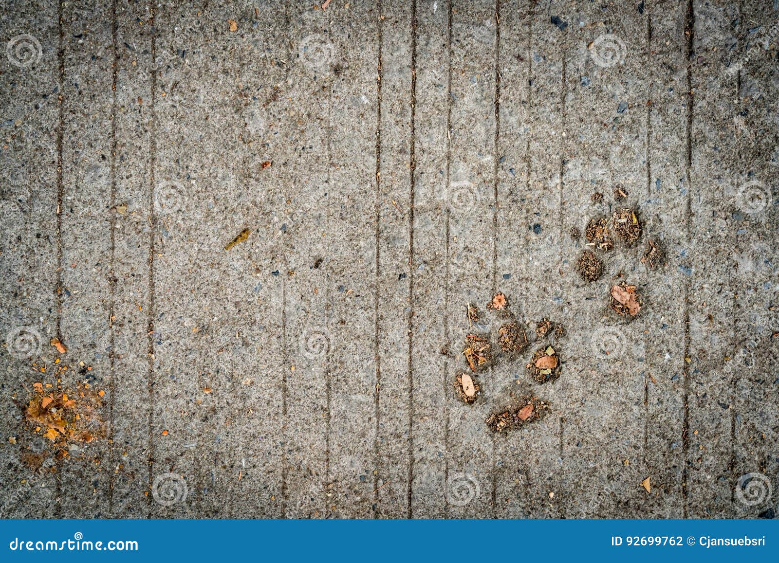 Huella Del Perro En El Cemento Foto de archivo - Imagen de paso, viejo ...