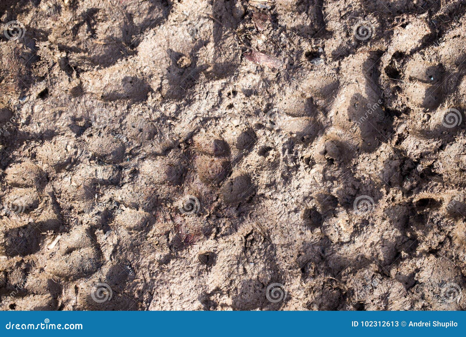 Huellas Del Perro En El Fango Imagen de archivo - Imagen de despredador ...