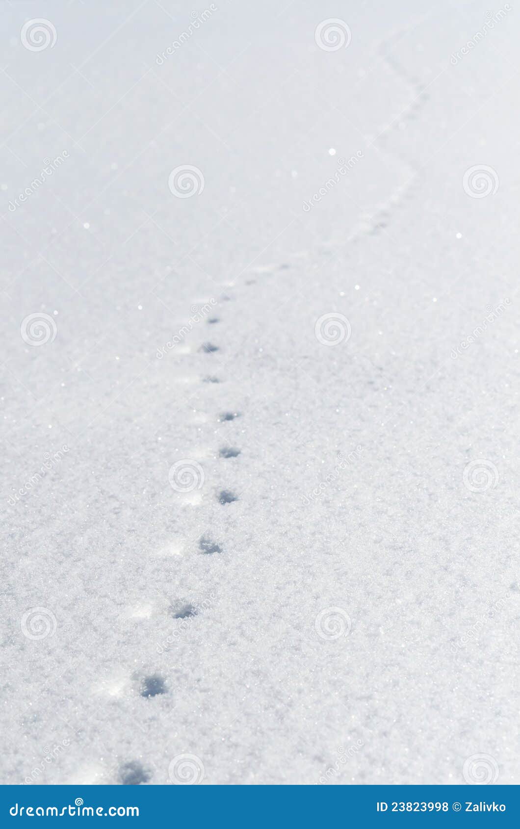 Huellas del ratón foto de archivo. Imagen de animal, paso - 23823998