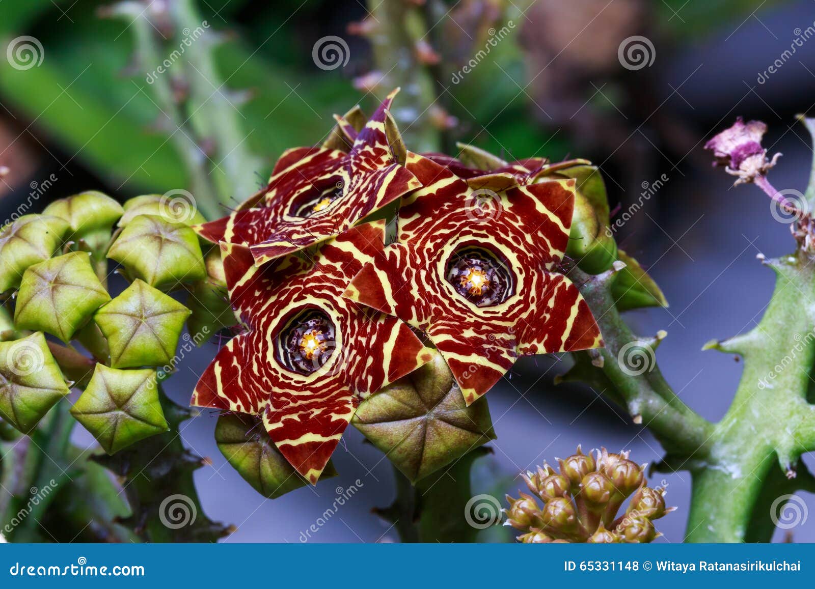 Huernia Zebrina Cactus Flower Stock Photos - Free & Royalty-Free Stock ...
