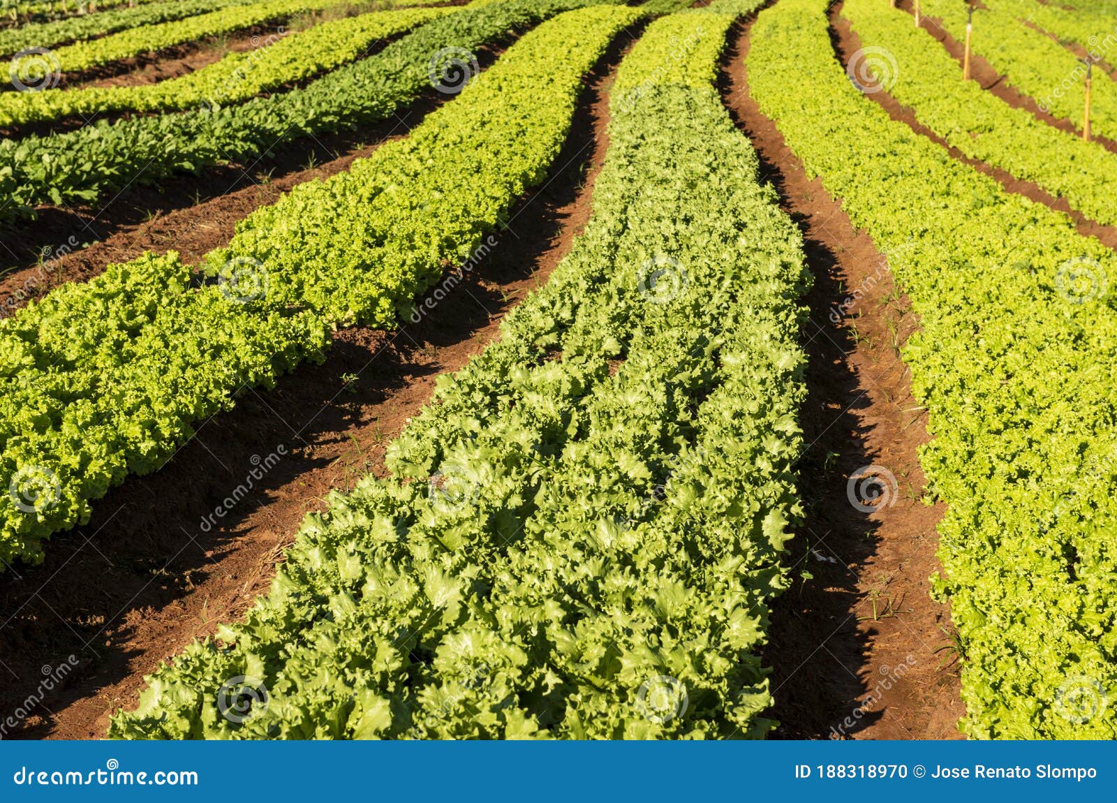 Huerto Con Camas Que Producen Lechuga Rizada Foto de archivo - Imagen ...