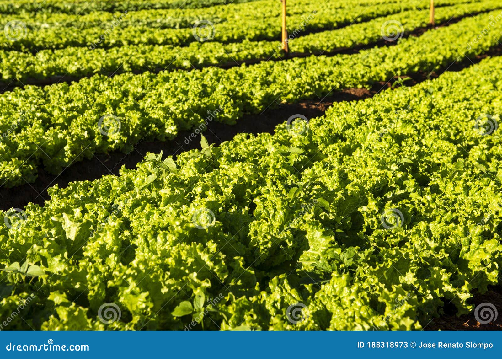 Huerto Con Camas Que Producen Lechuga Rizada Imagen de archivo - Imagen ...