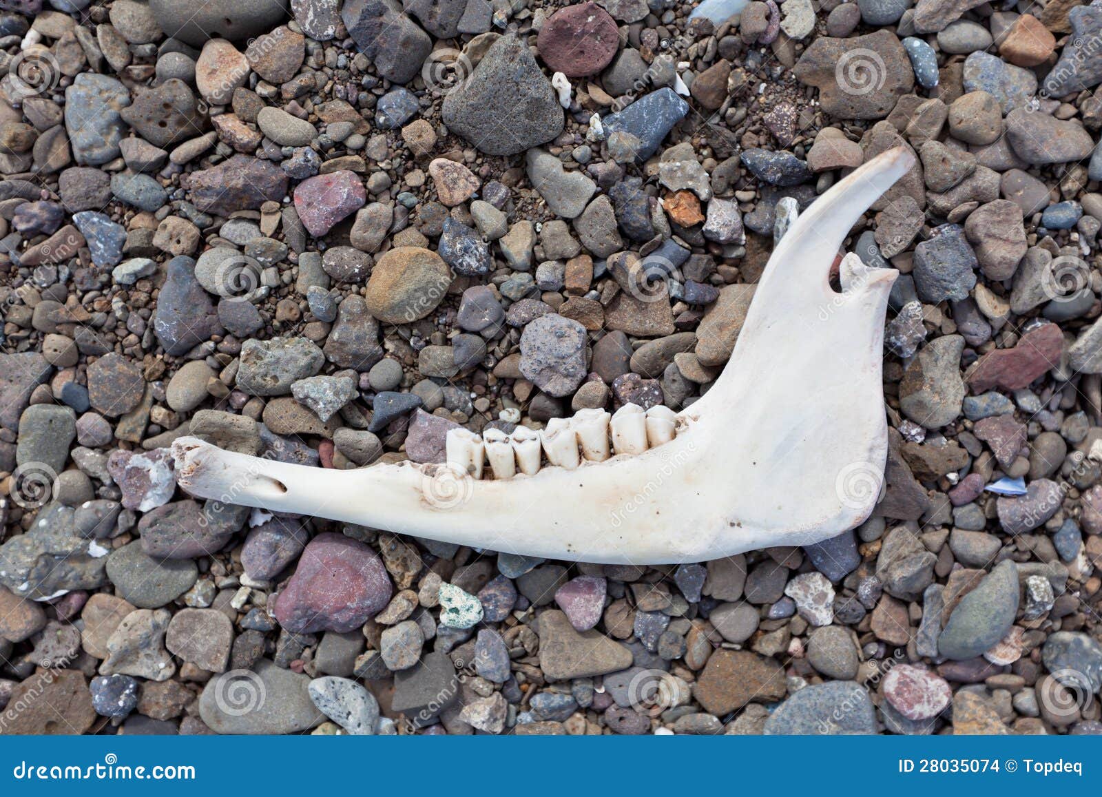 Hueso animal de la quijada foto de archivo. Imagen de diente - 28035074