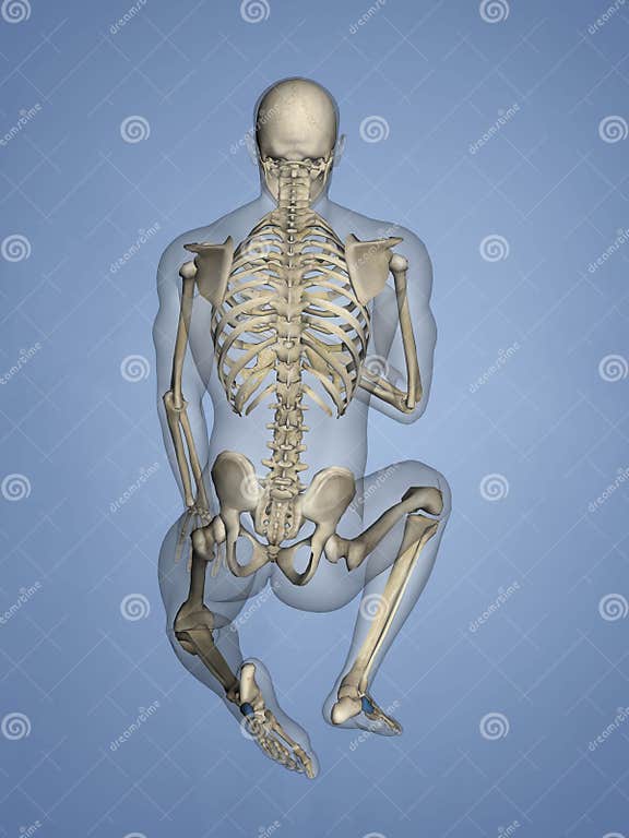 Hueso cuboide, modelo 3D stock de ilustración. Ilustración de ciencia ...