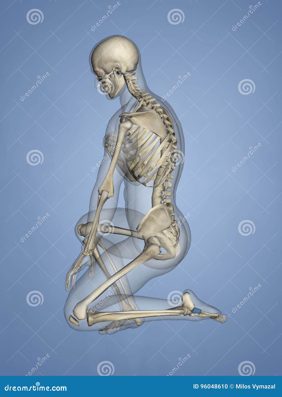 Hueso cuboide, modelo 3D stock de ilustración. Ilustración de medicina ...